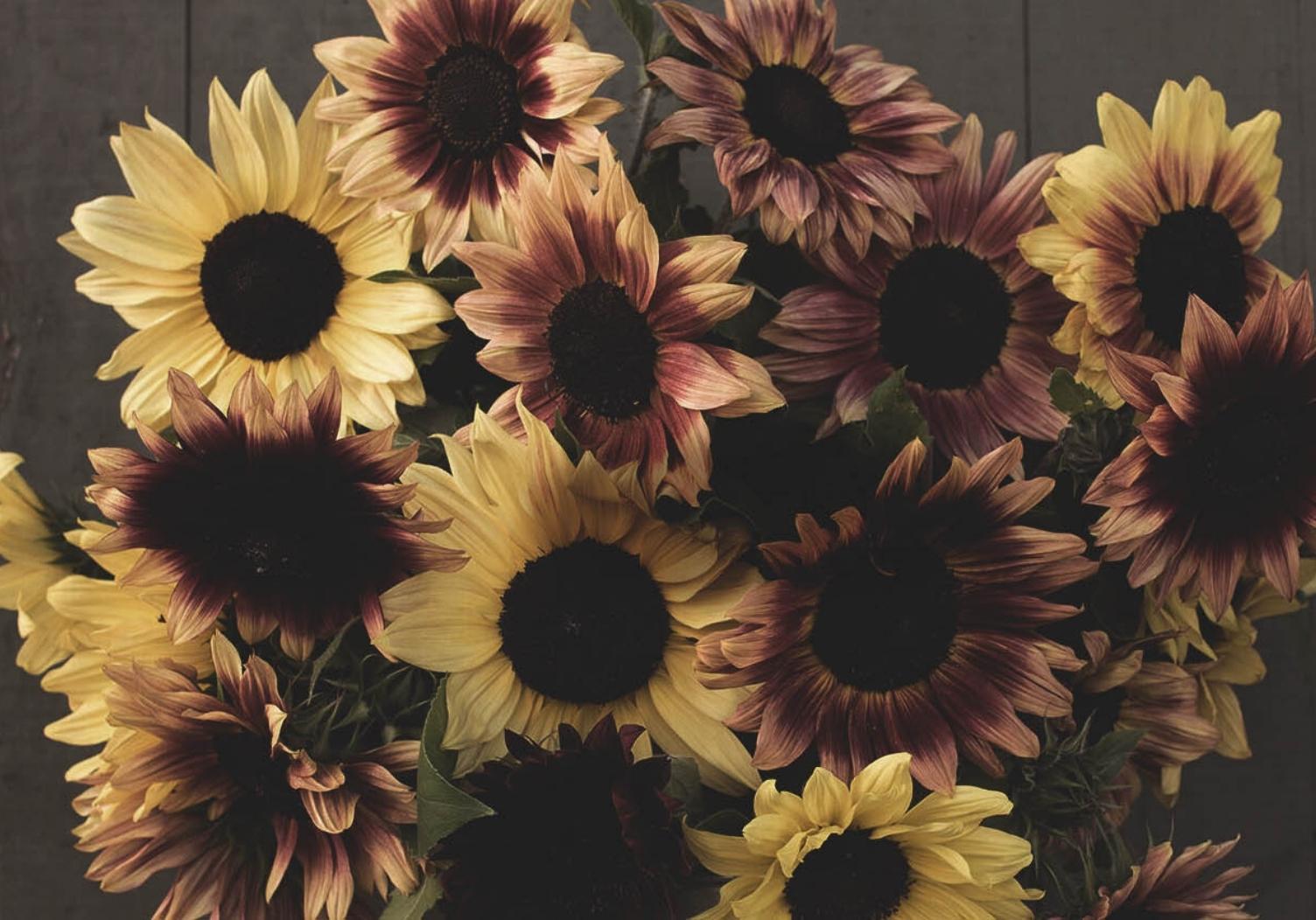 Solros 'Pro Cut White Nite' – Zetas Trädgård