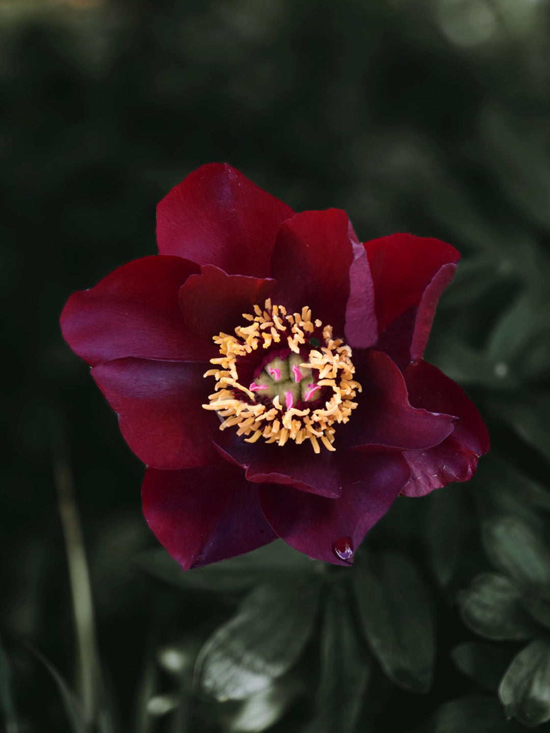 Pion (Itoh) 'Chief Black Hawk' - Barrotade pioner | Zetas Trädgård