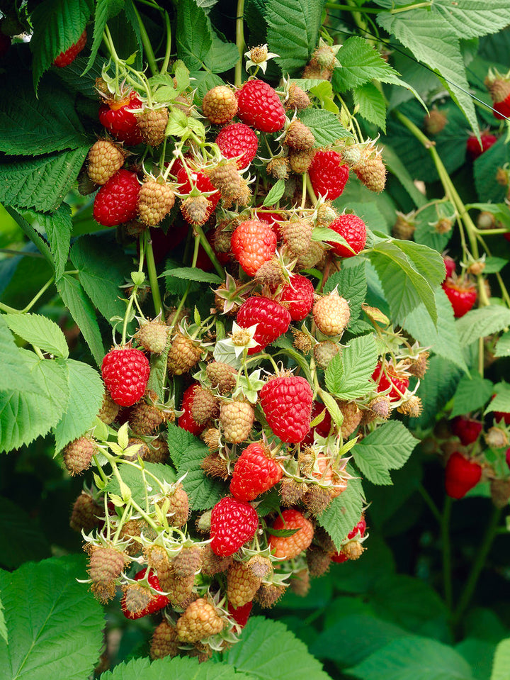 Krukhallon 'Raspberry Shortcake' – Zetas Trädgård