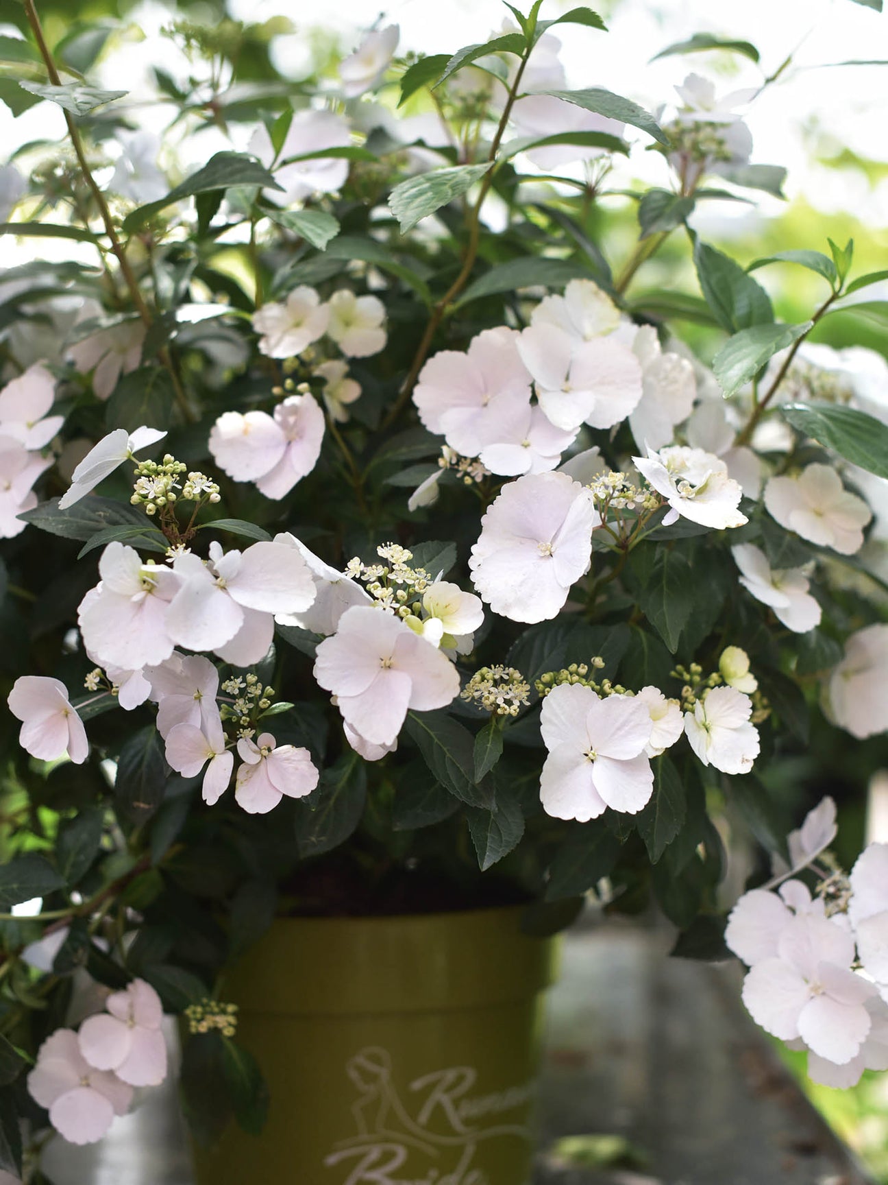 Hortensia 'Runaway Bride' – Zetas Trädgård