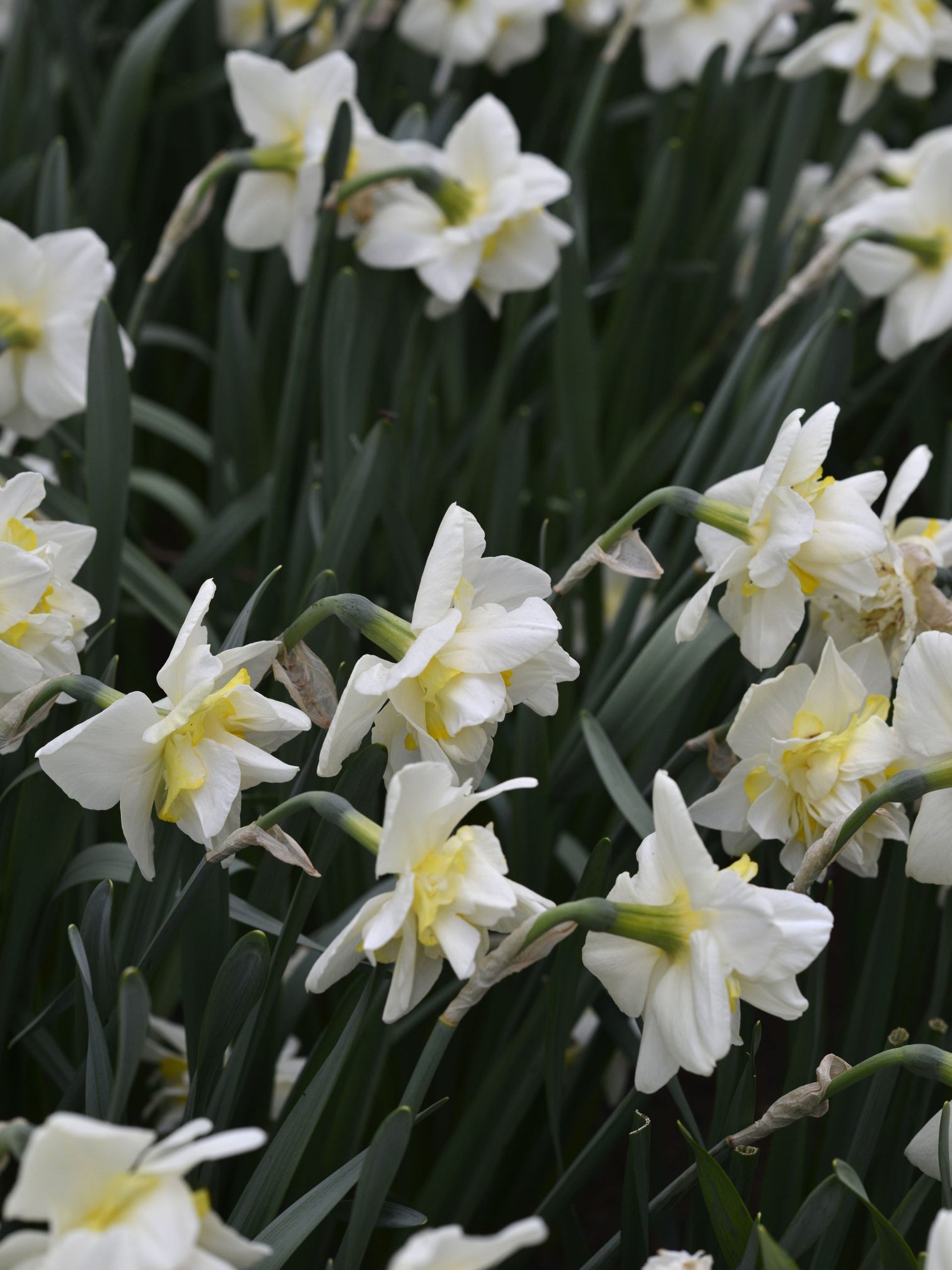 Narcisser - Säsongens vackraste narcisser - Handla online – Zetas Trädgård