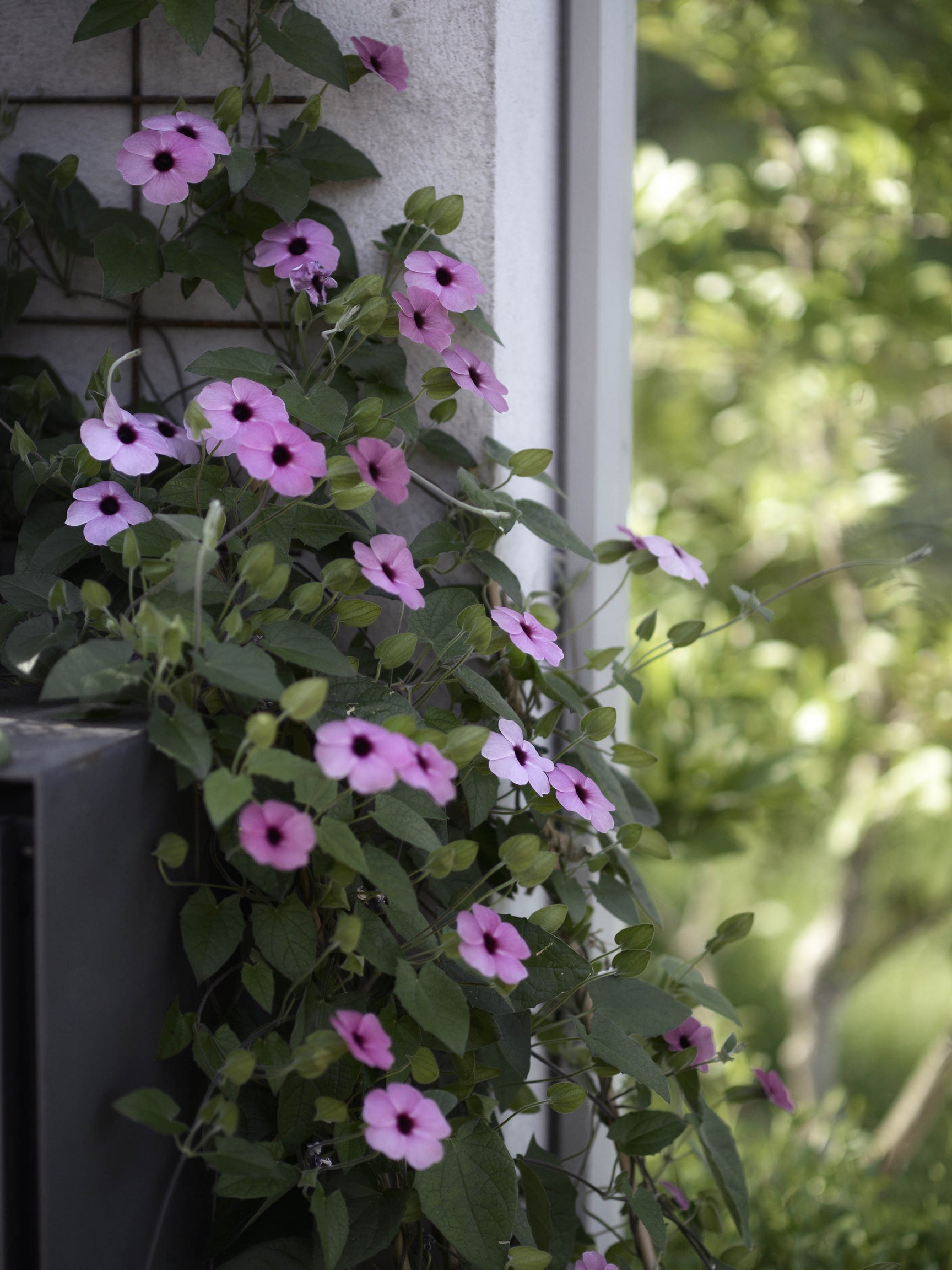 Vidjehortensia 'Invincibelle' (Pink Annabelle) – Zetas Trädgård