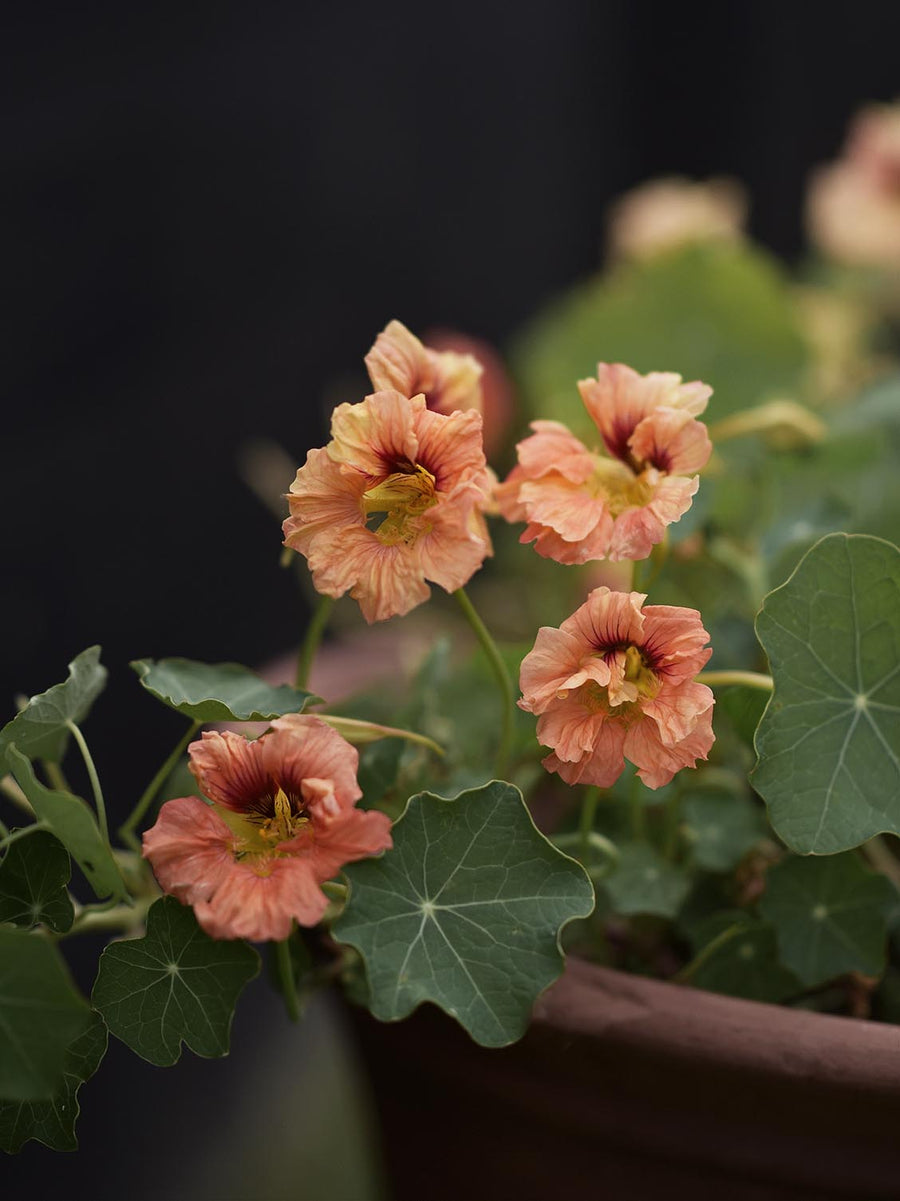 Plantering & skötsel av rosor - En komplett guide | Garden Stories ...